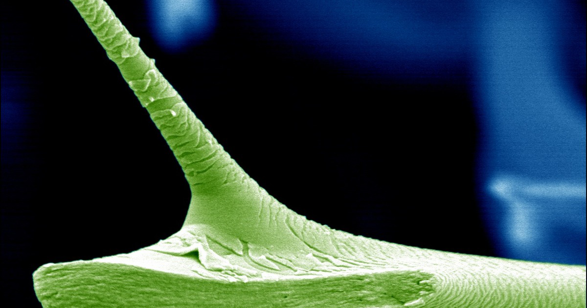 Vidéo - La cellulose, une ressource à haut potentiel | CNRS Le journal