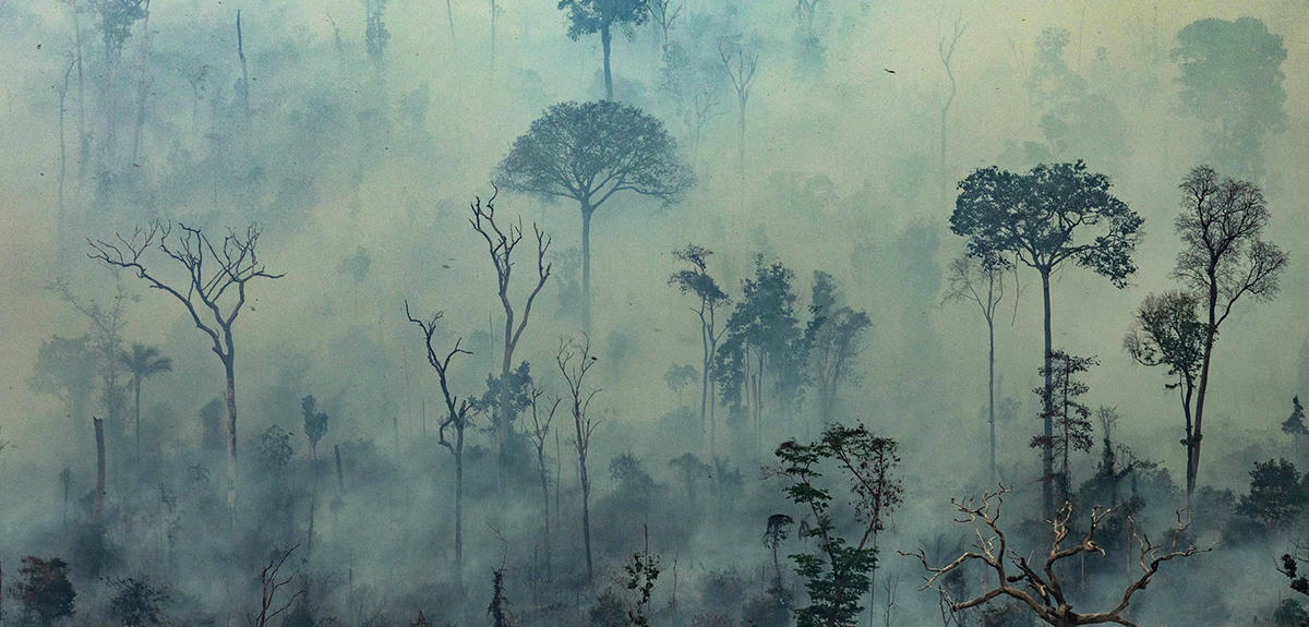 Comment lutter contre le déboisement en Amazonie ? | CNRS Le journal