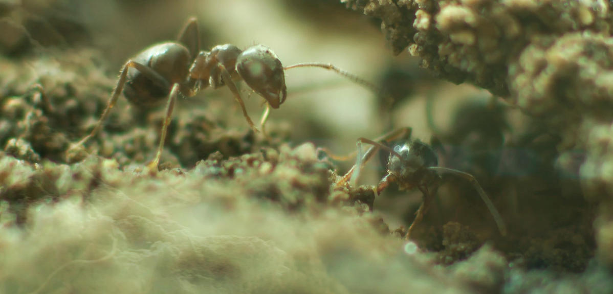 Dans les secrets d’une fourmilière | CNRS Le journal